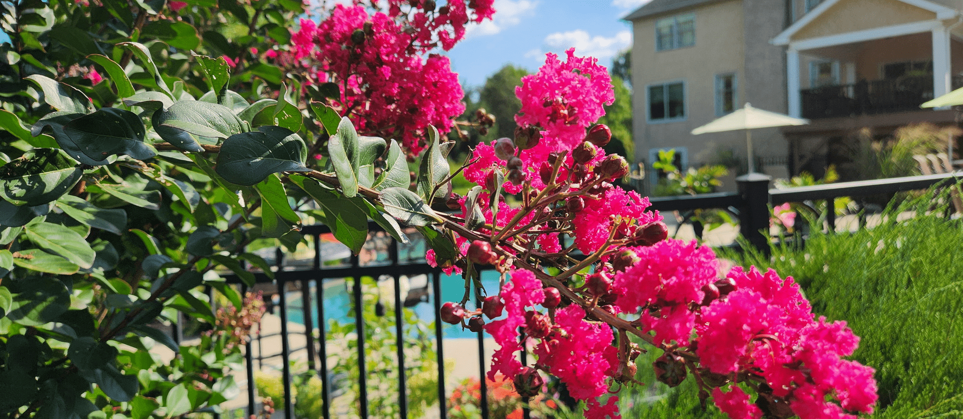 Landscaping Ideas With Crepe Myrtles The Crape Myrtle Company Rare