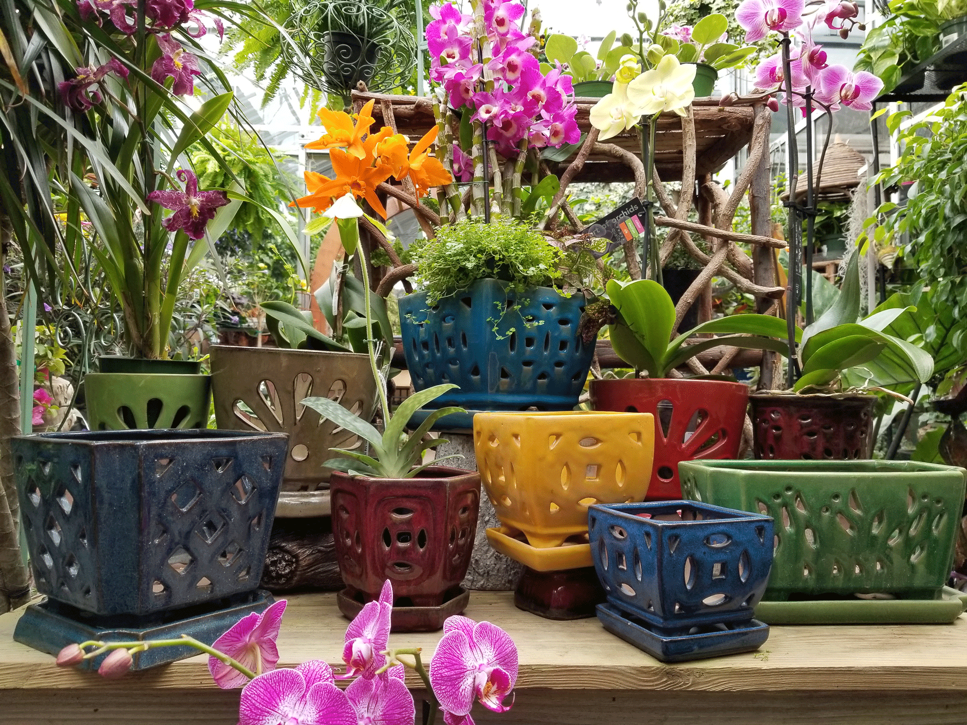 colorful-selection-of-orchid-pots - Gasper Landscape Design & Construction colorful-selection-of-orchid-pots - Gasper Landscape Design & Construction